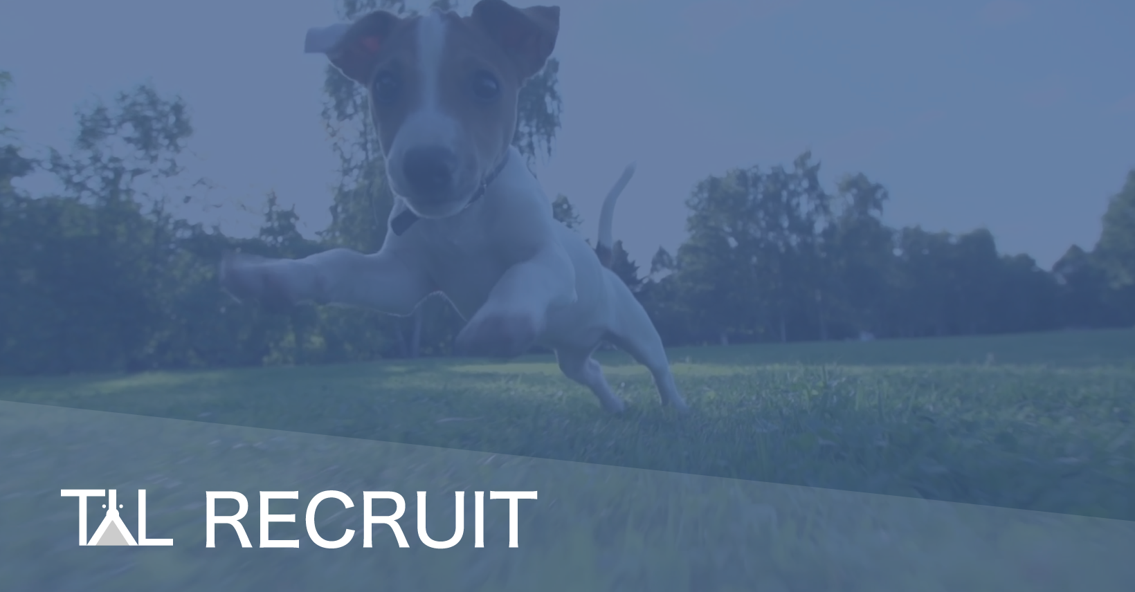 株式会社TYL 新卒採用サイト - 私たちTYLは「ペットの家族化推進」に本気で取り組む企業です。